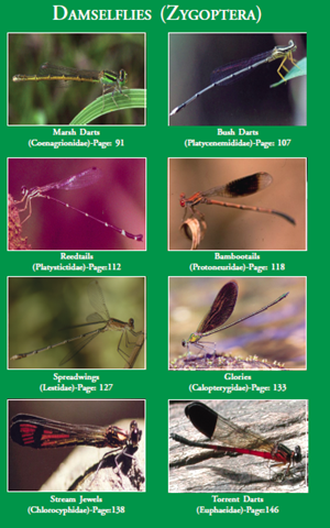Nature Magnified: Dragonflies of India- A Field Guide – Free ebook Download